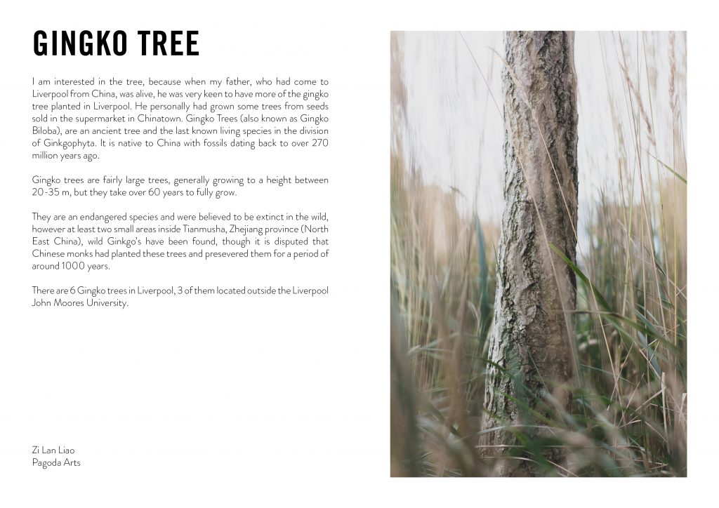 Tree Story: A History of Liverpool Through its Trees • dot-art